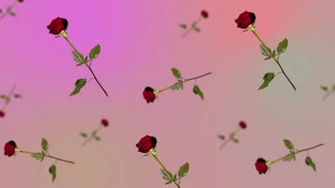 Animated rose flowers with stem and leav... | Stock Video | Pond5