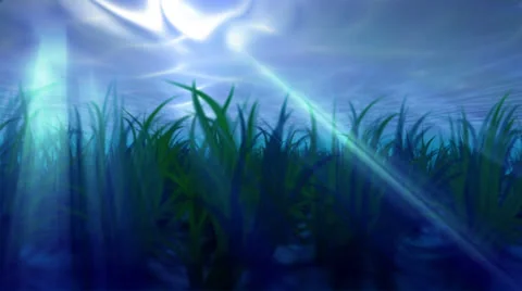 Seashell Animated Stock Videos – Royalty-Free HD & 4K Videos | Pond5