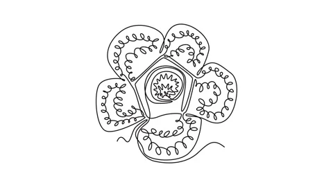 Fresh Corpse Stock Videos – Royalty-Free HD & 4K Videos