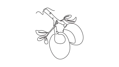 Tropical Fruit Drawing Stock Videos – Royalty-Free HD & 4K Videos