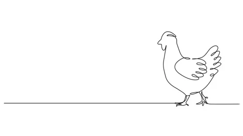 Chicken Line Drawing Stock Footage ~ Royalty Free Stock Videos | Pond5