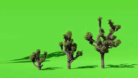 Tree Shadow Overlay Stock Videos – Royalty-Free HD & 4K Videos | Page 4