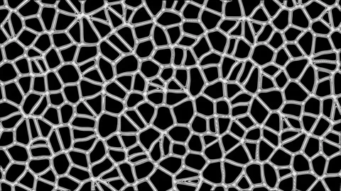 animated video of cell tissue in living ... | Stock Video | Pond5