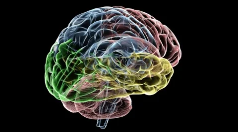 Animated x-ray of a brain with the diffe... | Stock Video | Pond5
