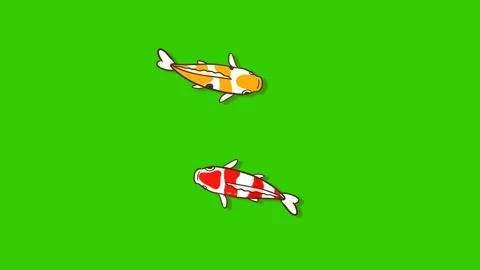 Animated Yellow and Red Koi Fish Swimmin... | Stock Video | Pond5
