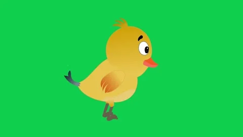 Animated yellow chick on green screen pe... | Stock Video | Pond5
