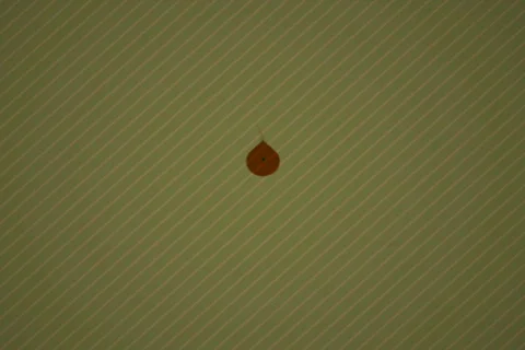 animation with abstract plant growth | Stock Video | Pond5