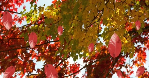 Animation of autumn leaves falling again... | Stock Video | Pond5