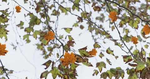 Animation of autumn leaves floating agai... | Stock Video | Pond5