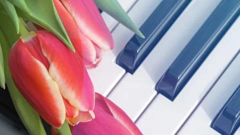 animation background with red tulips pia... | Stock Video | Pond5