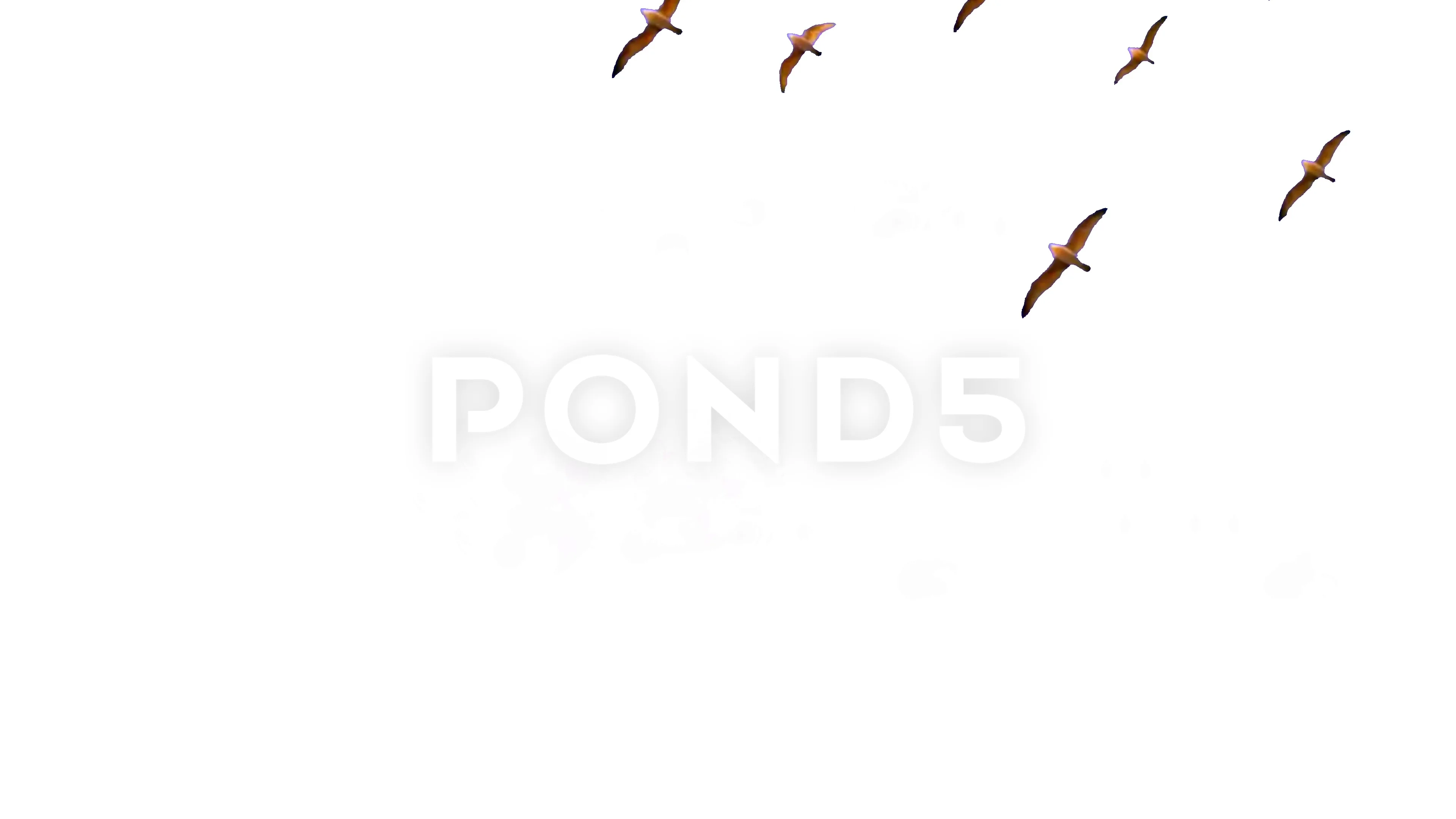 Animated Flying Bird Images