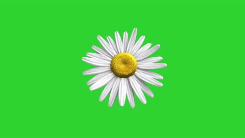 animation of a blooming daisy flower on ... | Stock Video | Pond5
