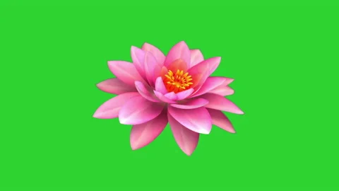 animation of a blooming lotus flower on ... | Stock Video | Pond5