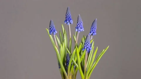Animation of a bouquet of purple flowers... | Stock Video | Pond5