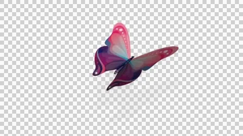 Butterfly Animation Alpha Stock Footage ~ Royalty Free Stock Videos | Pond5