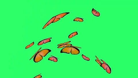 Animation butterfly flying on green back... | Stock Video | Pond5