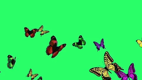 Animation butterfly flying on green back... | Stock Video | Pond5