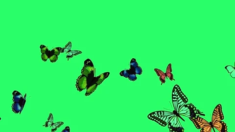 Animation butterfly flying on green back... | Stock Video | Pond5