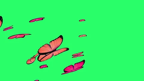 Animation butterfly flying on green back... | Stock Video | Pond5