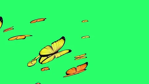 Animation butterfly flying on green back... | Stock Video | Pond5