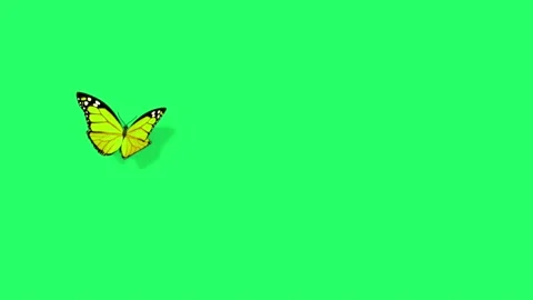 Animation butterfly flying isolate on gr... | Stock Video | Pond5