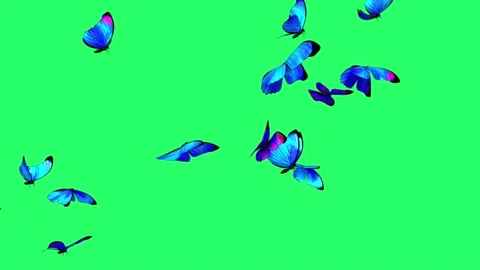Animation butterfly flying isolate on gr... | Stock Video | Pond5