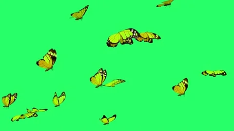 Animation butterfly flying isolate on gr... | Stock Video | Pond5