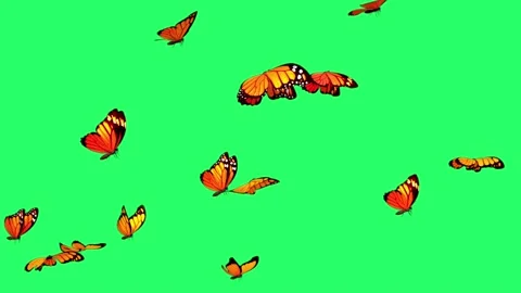 Animation butterfly flying isolate on gr... | Stock Video | Pond5