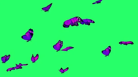 Animation butterfly flying isolate on gr... | Stock Video | Pond5