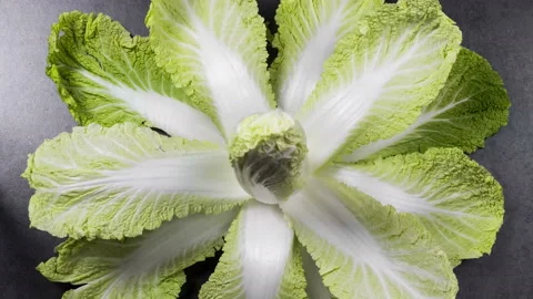 Animation of chinese cabbage open leaves... | Stock Video | Pond5