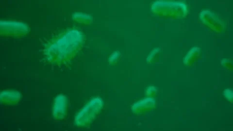 Microorganisms Bacteria Stock Video Footage | Royalty Free ...