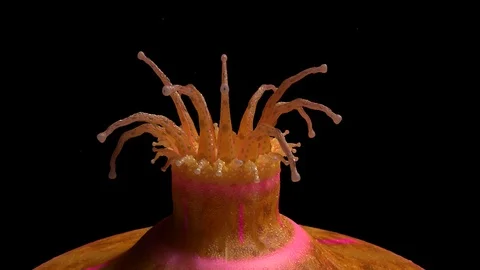 Animation of coral polyps anatomy and bi... | Stock Video | Pond5