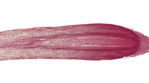 Animation of a cross section cut of a ro... | Stock Video | Pond5