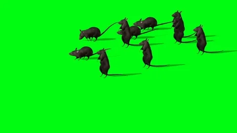 Animation Of Cute Gray Rat On Green Scre... | Stock Video | Pond5