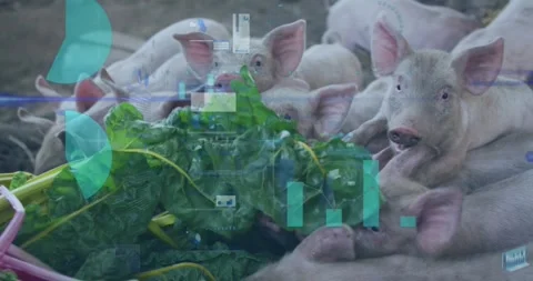 Animation of data processing over pigs e... | Stock Video | Pond5