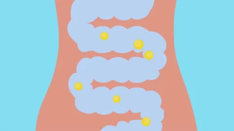 animation digestive system. intestines, ... | Stock Video | Pond5