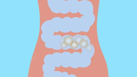 animation digestive system. intestines, ... | Stock Video | Pond5