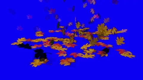 Animation of falling autumn leaves on a ... | Stock Video | Pond5