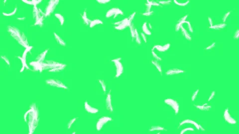 Feather Floating Animation Stock Video Footage | Royalty Free Feather ...