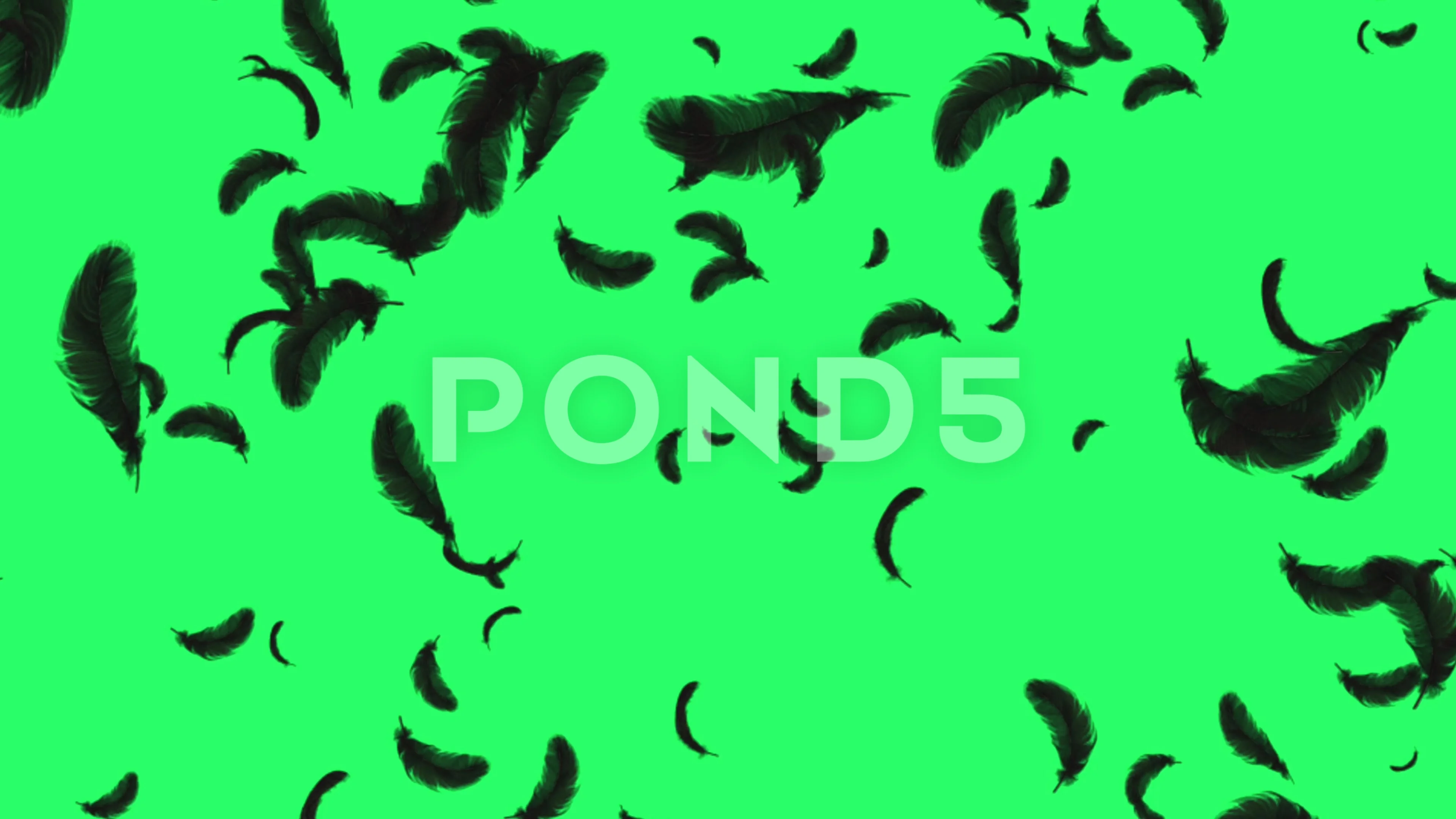 Falling Feathers Animation