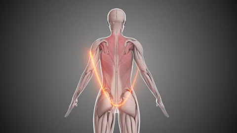 Animation of the female upper body back ... | Stock Video | Pond5
