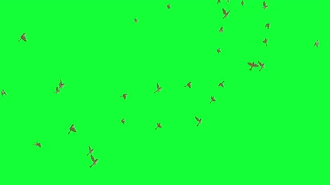 animation - Flock of Birds Flying on Gre... | Stock Video | Pond5