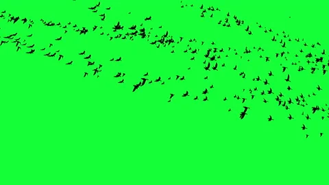 animation - Flock of Birds Flying on Gre... | Stock Video | Pond5