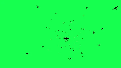 animation - Flock of Birds Flying on Gre... | Stock Video | Pond5