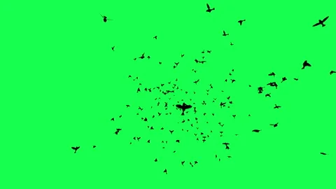 animation - Flock of Birds Flying on Gre... | Stock Video | Pond5