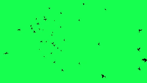 animation - Flock of Birds Flying on Gre... | Stock Video | Pond5