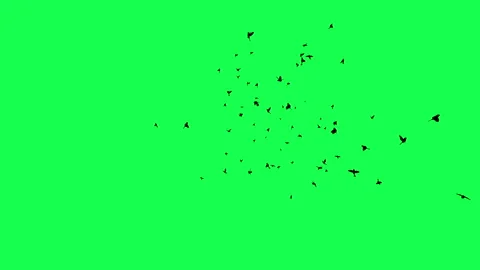 animation - Flock of Birds Flying on Gre... | Stock Video | Pond5