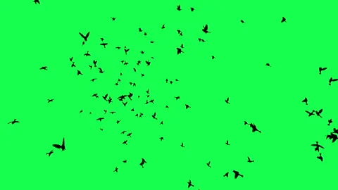 animation - Flock of Birds Flying on Gre... | Stock Video | Pond5