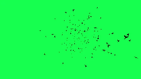 animation - Flock of Birds Flying on Gre... | Stock Video | Pond5