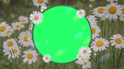 Animation flower blooming frame on green... | Stock Video | Pond5